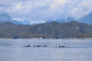 Orca Ocean – Instelling die vecht voor het leven van orka’s in de oceaan!